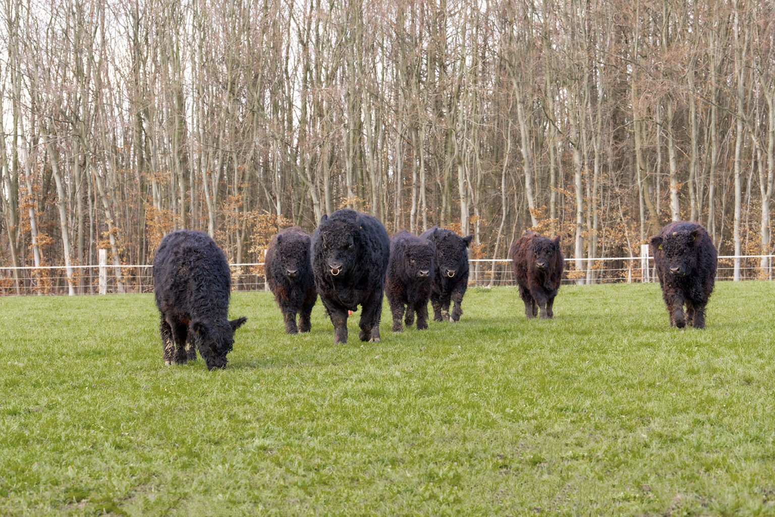 Galloways vom May Hof